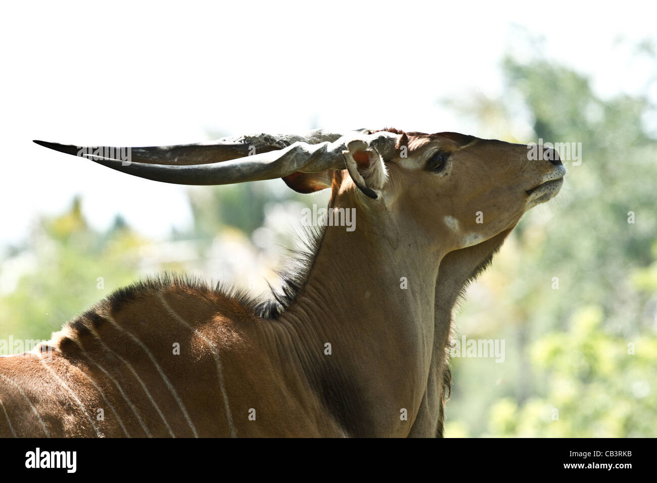 Eland animal hi-res stock photography and images - Alamy