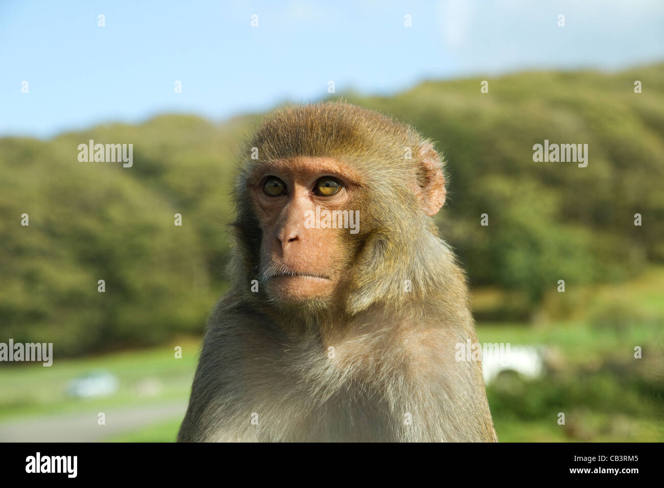 a Rhesus monkey in Longleat Safari Park Wiltshire England Stock Photo ...
