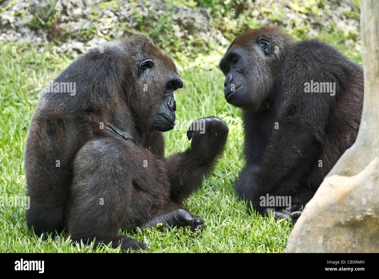 Eastern lowland gorillas hi-res stock photography and images - Alamy
