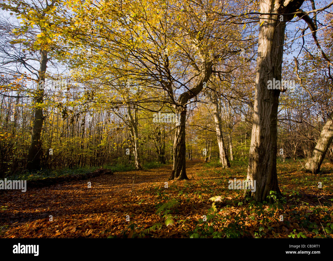Pathway through old hornbeams (Carpinus betulus) in autumn in Great ...