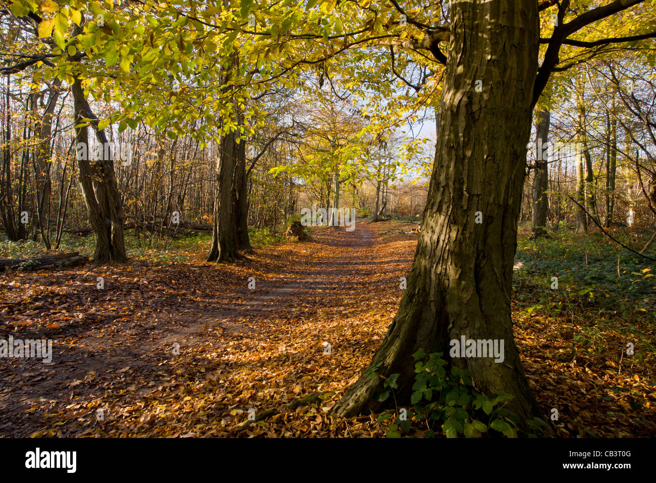Pathway through old hornbeams (Carpinus betulus) in autumn in Great ...
