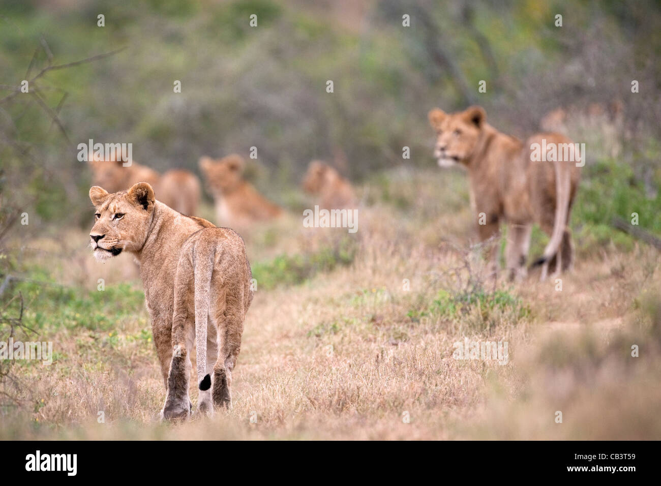 Lion pride, Panthera leo, hunting warthog, Kwandwe private reserve ...