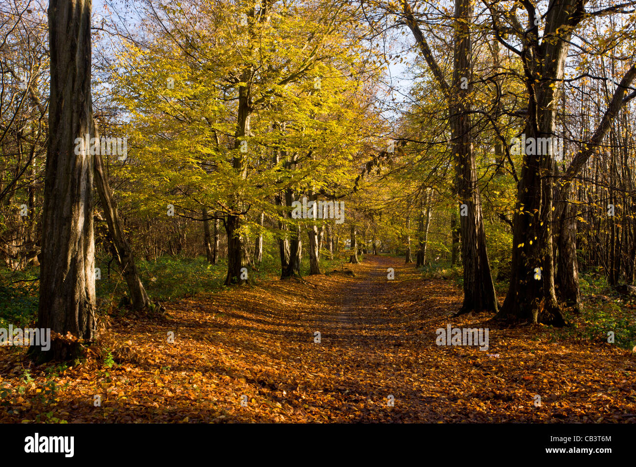 Pathway through old hornbeams (Carpinus betulus) in autumn in Great ...