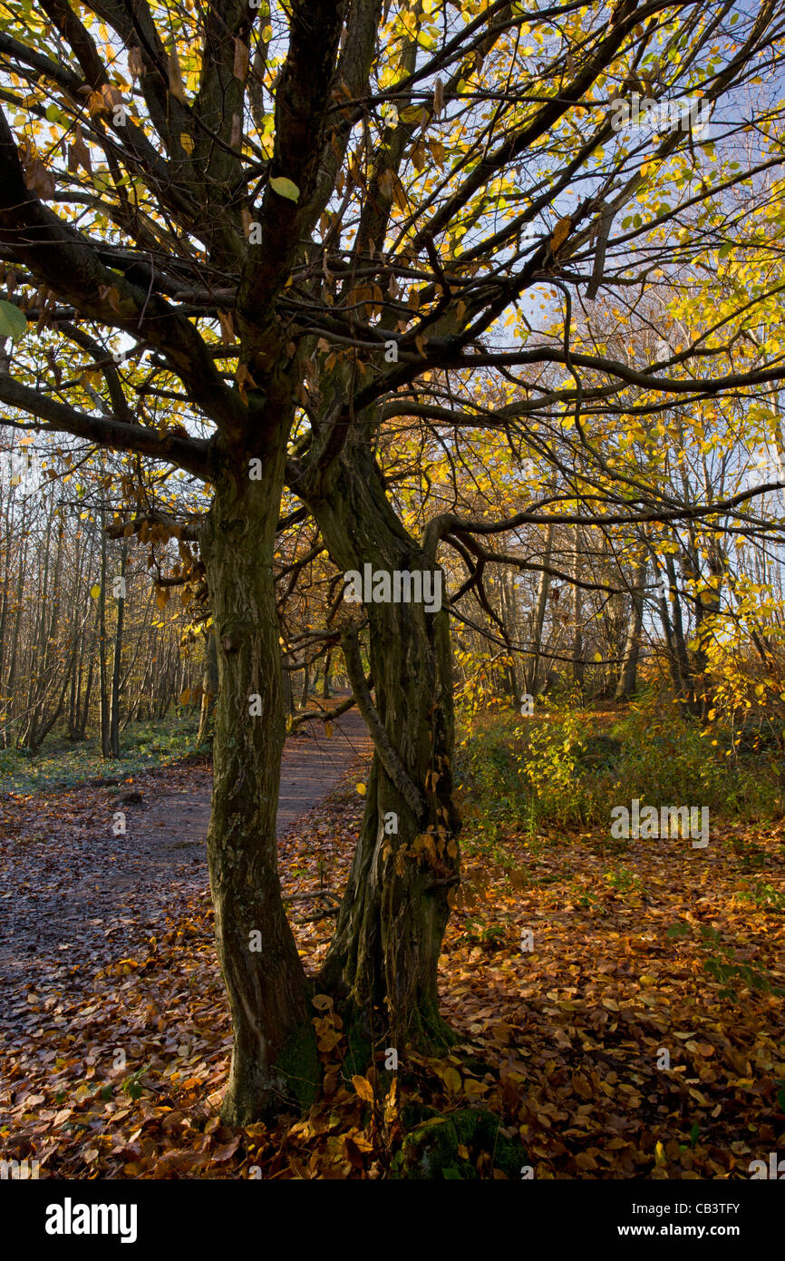 Old hornbeams (Carpinus betulus) in autumn in Great Wood, Plantlife ...