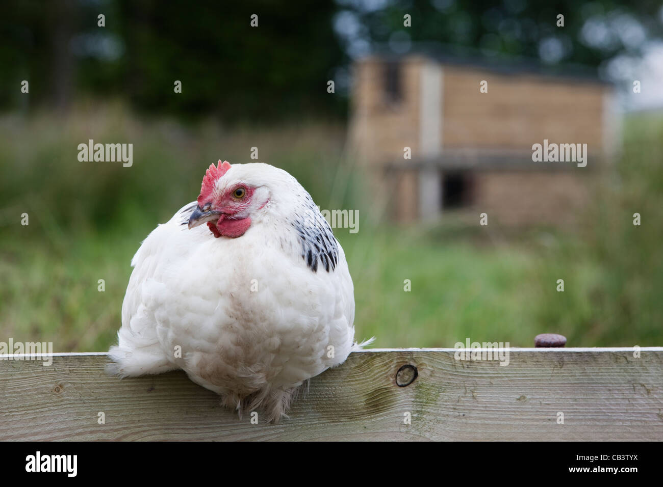 Free Range Henhouse High Resolution Stock Photography and Images - Alamy