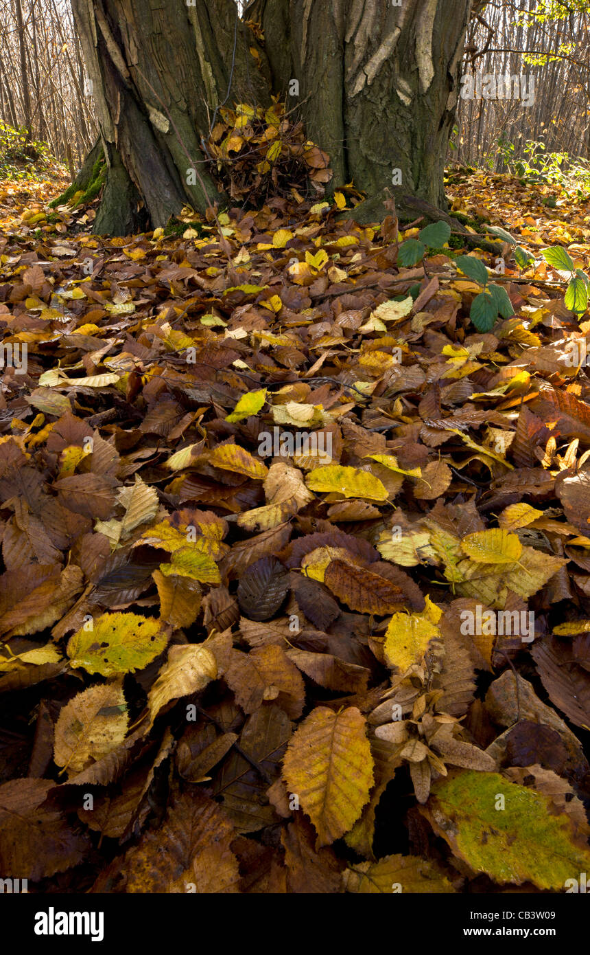 Old coppiced hornbeams (Carpinus betulus) in autumn in Great Wood ...