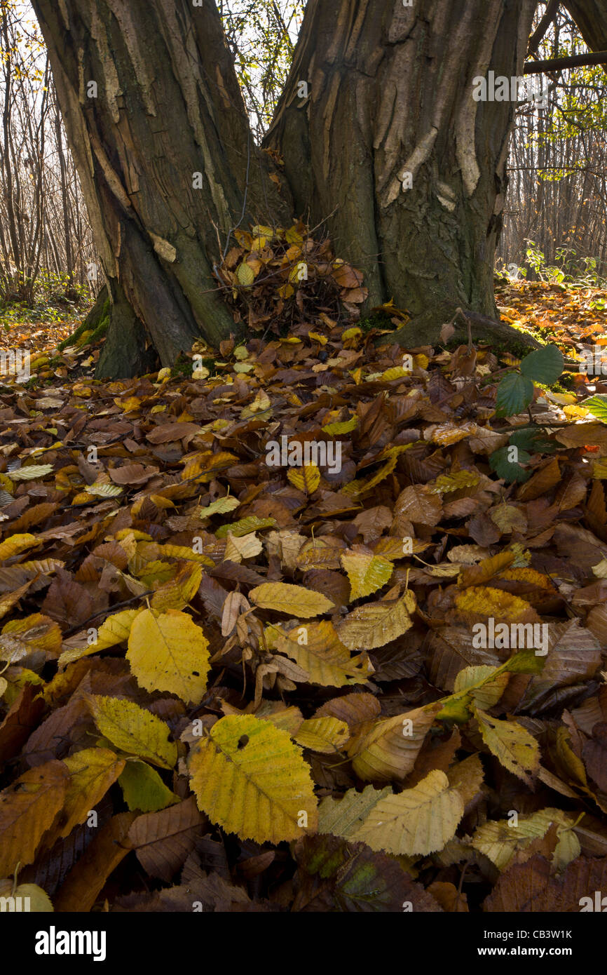 Old coppiced hornbeams (Carpinus betulus) in autumn in Great Wood ...