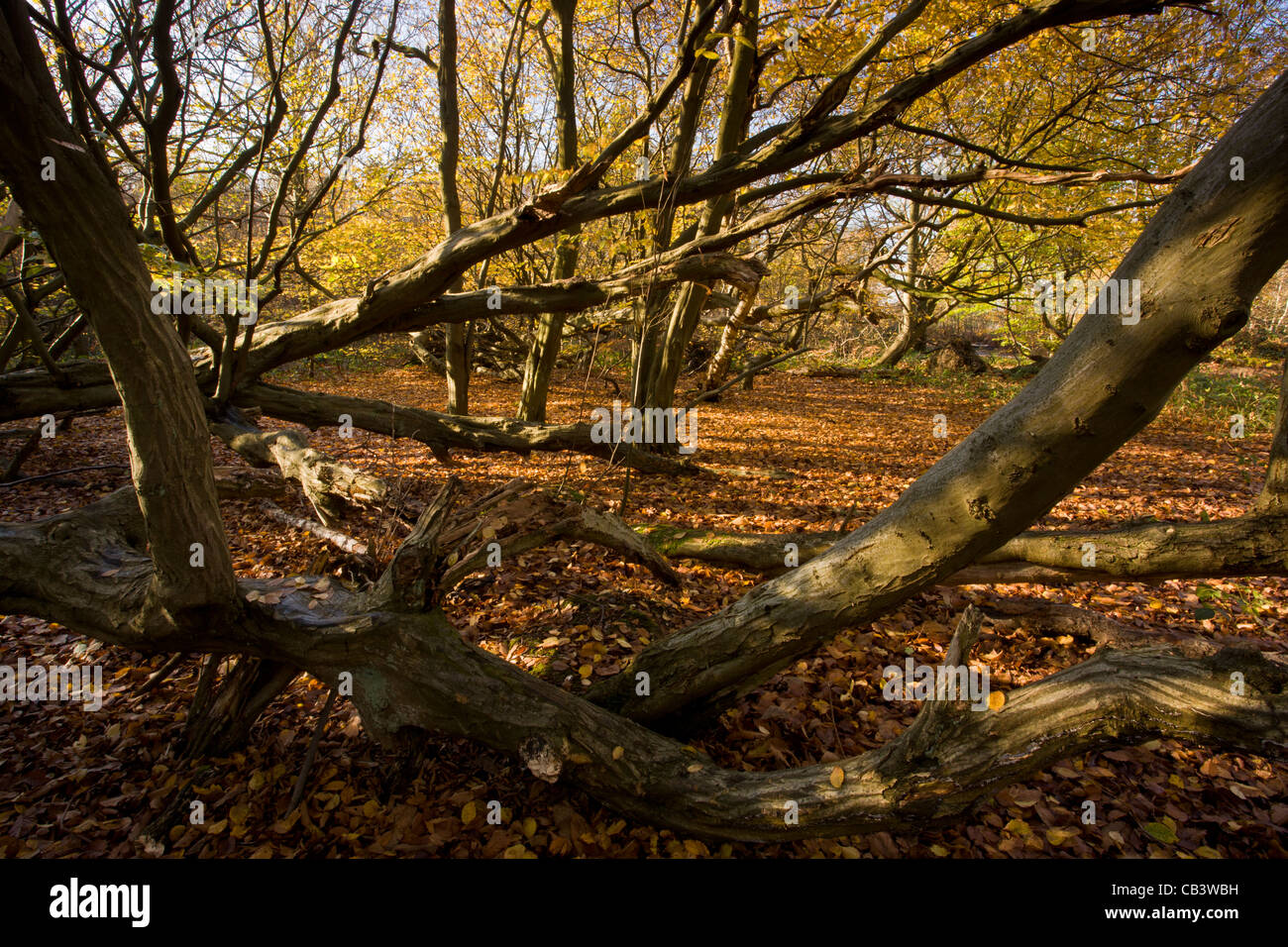 Old fallen hornbeams (Carpinus betulus) in autumn in Great Wood ...