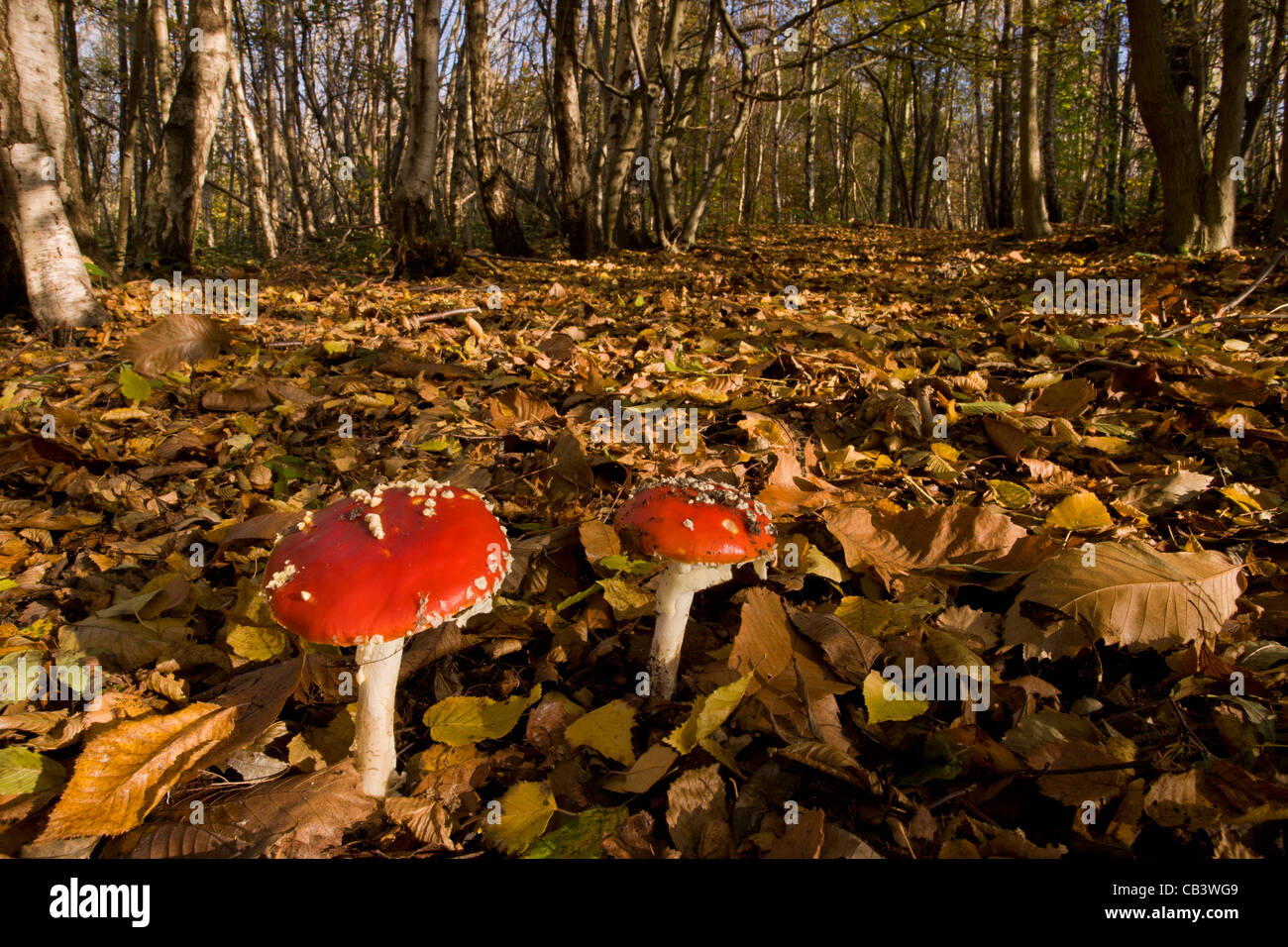 Fly Agaric fungi, Amanita muscaria, in Birch Wood; Plantlife Reserve at ...