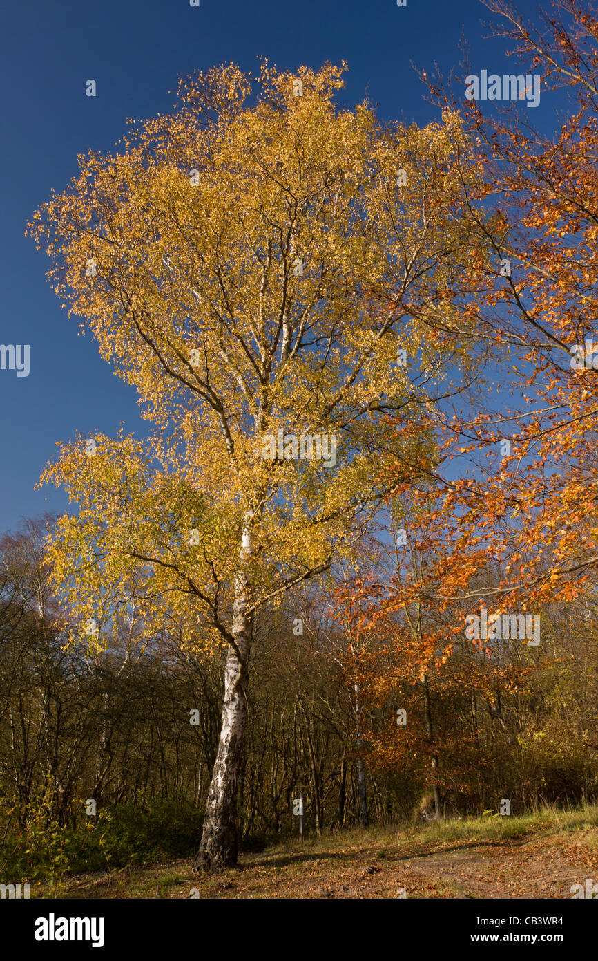 Silver Birch (Betula pendula) in autumn, in Birch Wood; Plantlife ...