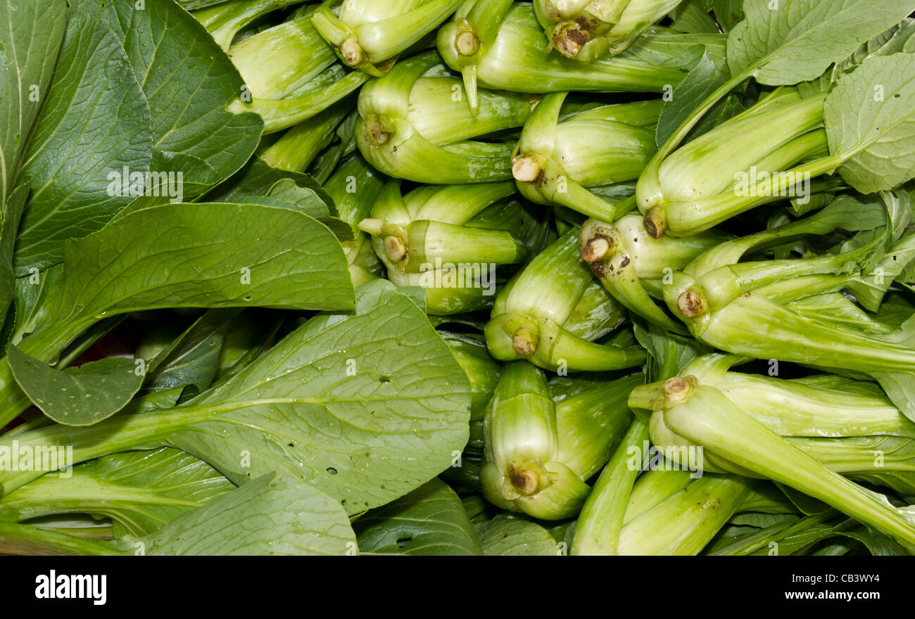 Freshly harvested Bok Choy on display at the farmers market Stock Photo ...