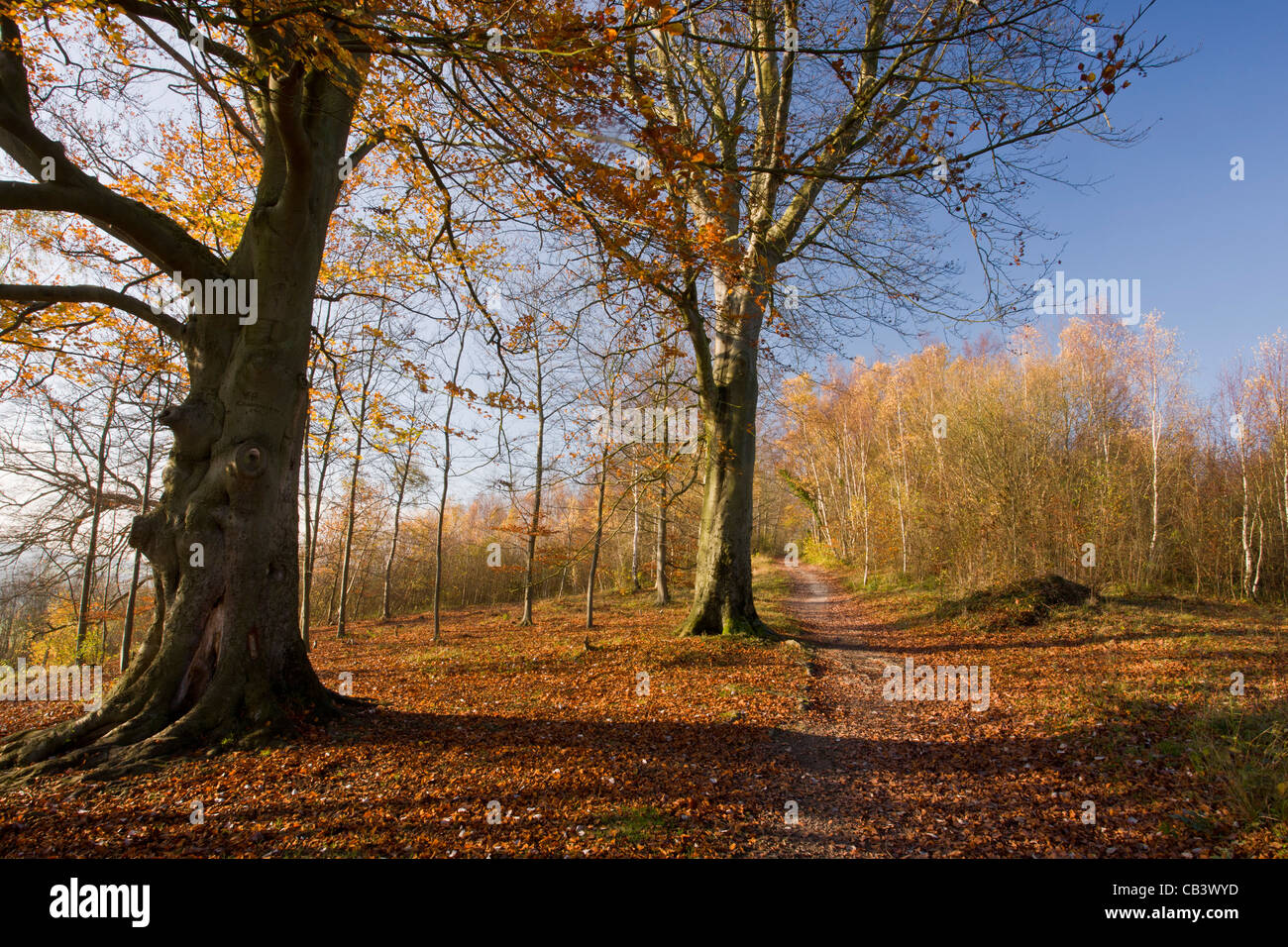 Footpath on Mill Hill, north downs in autumn; Plantlife Reserve at ...