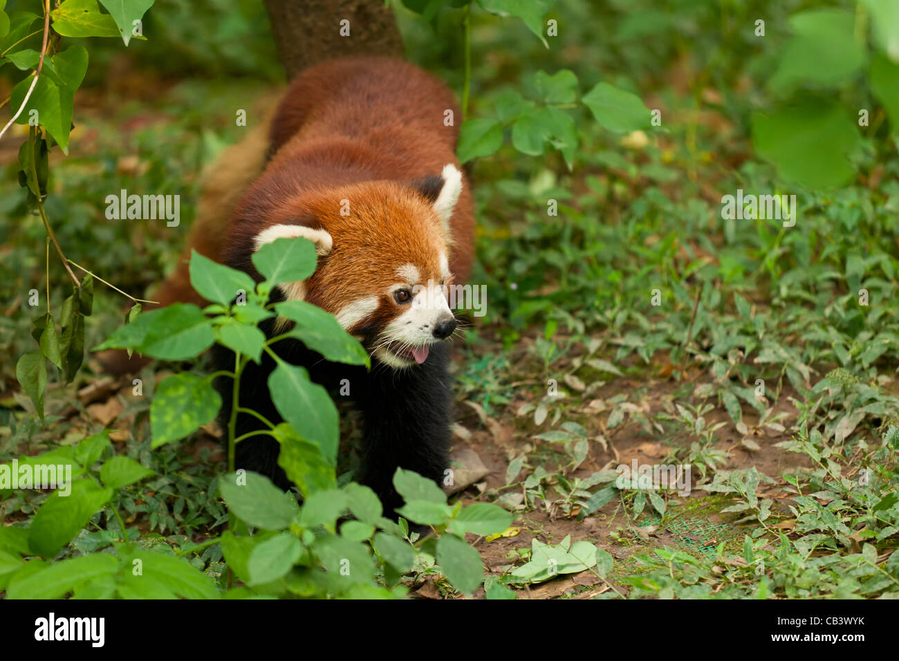 Red Panda, Panda Breeding and research centre, Chengdu PRC, People's ...