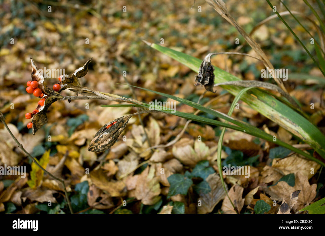 Stinking fruit hi-res stock photography and images - Alamy