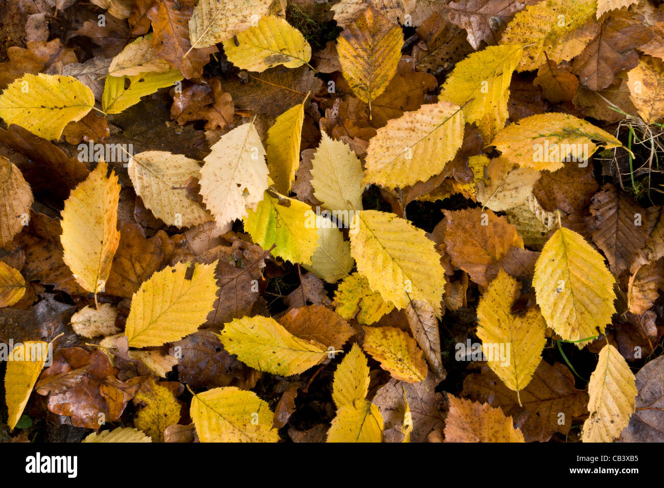 Fallen hornbeam leaves (Carpinus betulus) in autumn in Great Wood ...