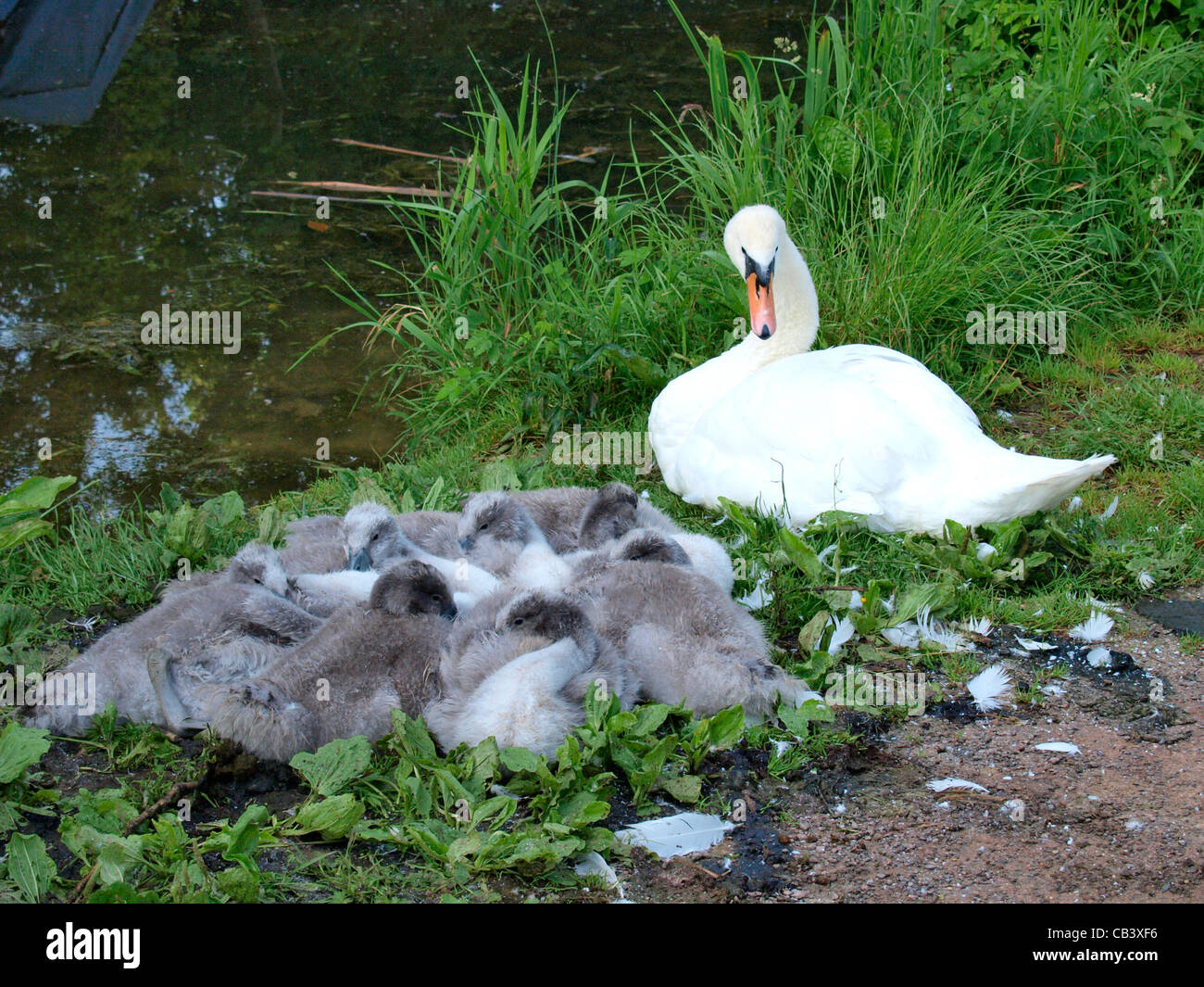 Seven cygnets hi-res stock photography and images - Alamy