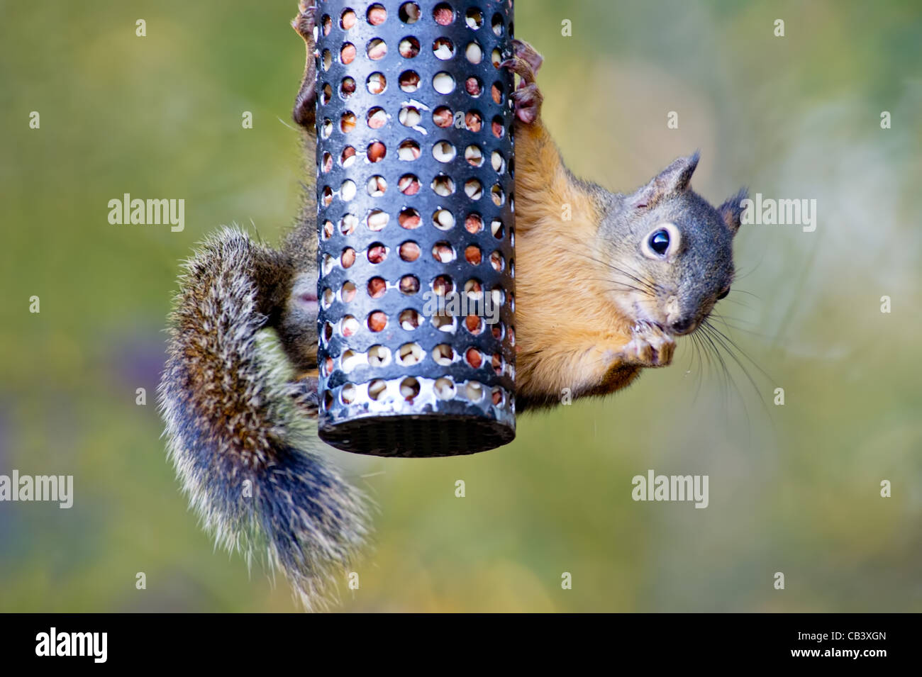 Nimble Animal High Resolution Stock Photography and Images - Alamy