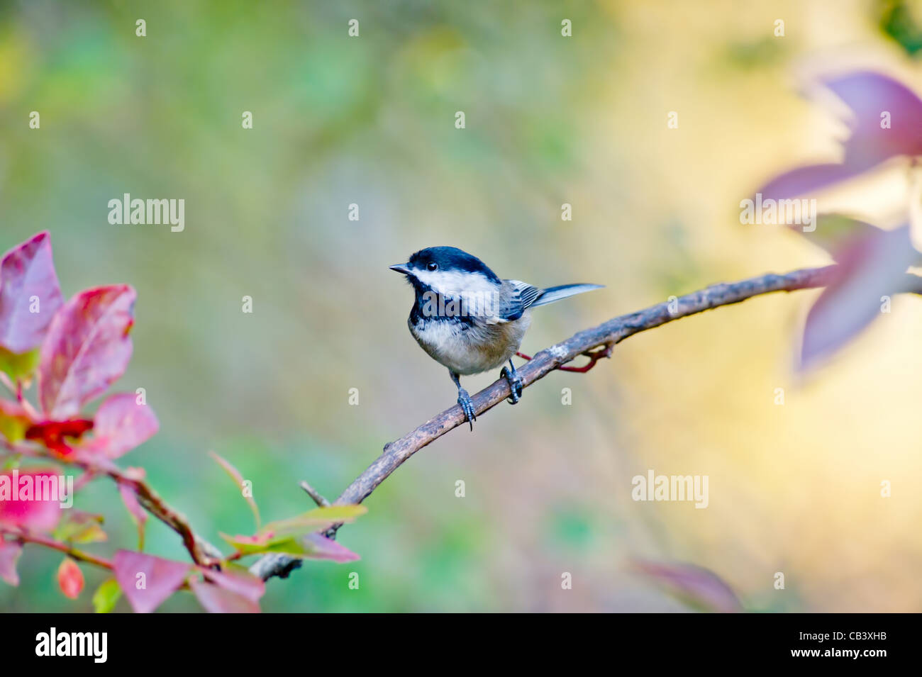 Bird birds Autumn tree trees forest feathered tribe grove clump thicket ...
