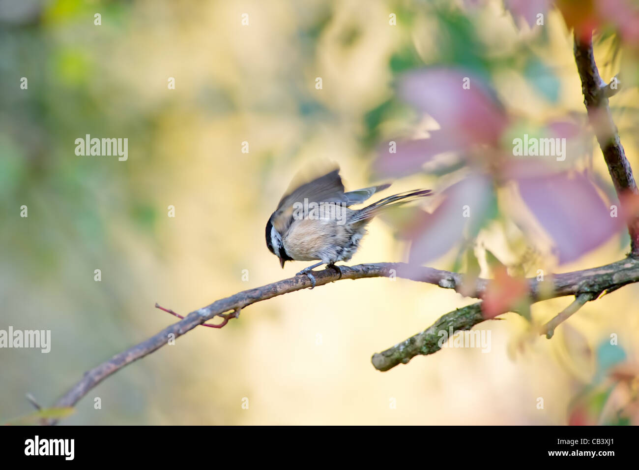 Bird birds Autumn tree trees forest feathered tribe grove clump thicket ...