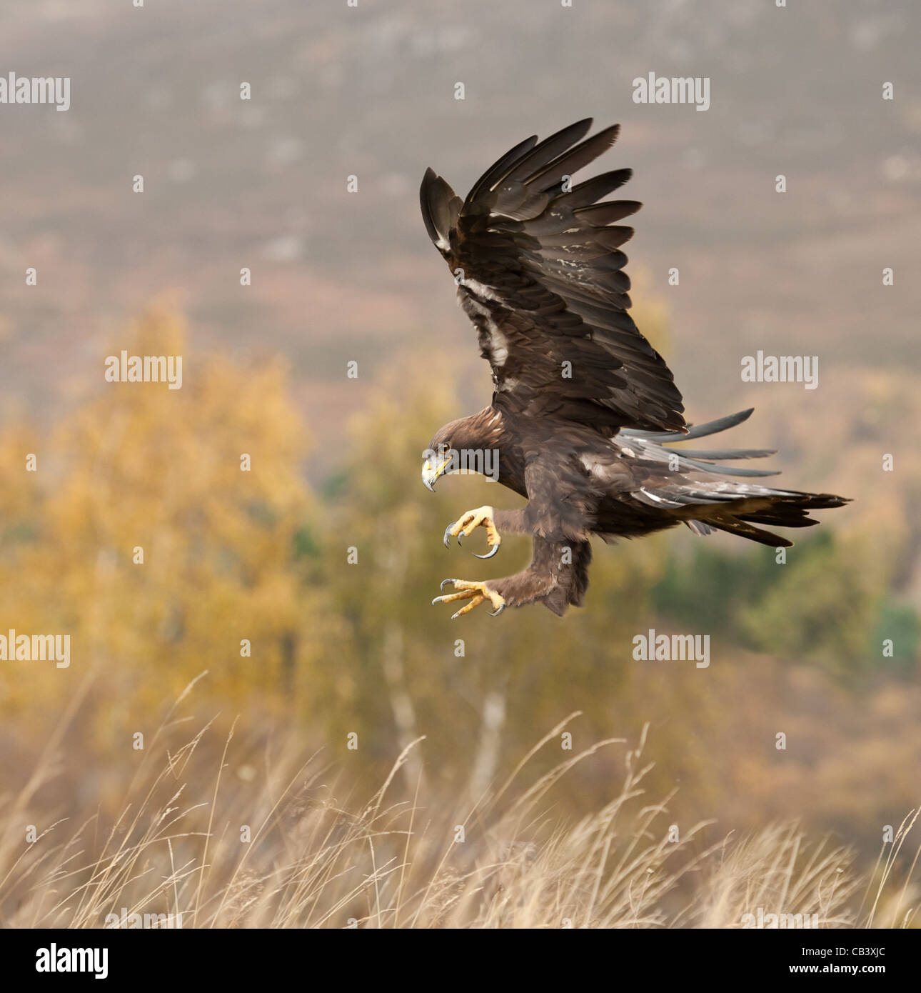 Golden Eagle Landing High Resolution Stock Photography and Images - Alamy