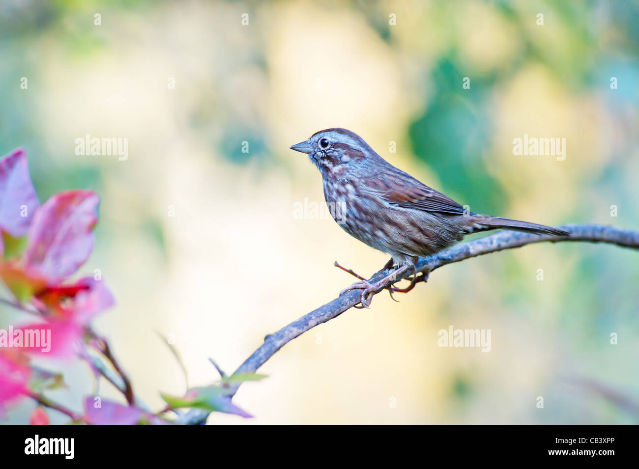 Bird birds Autumn tree trees forest feathered tribe grove clump thicket ...
