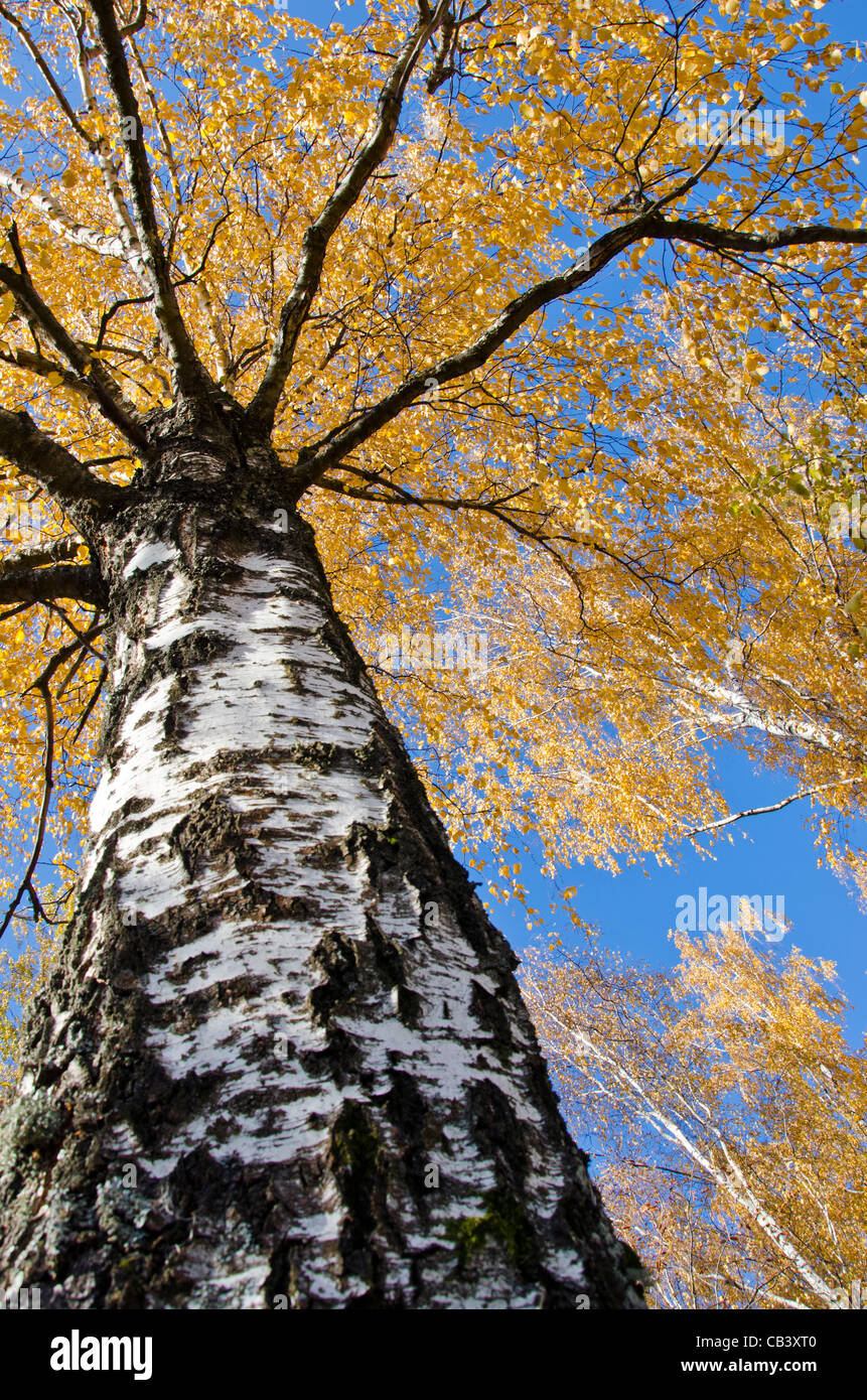 Light colored tree trunk hi-res stock photography and images - Alamy