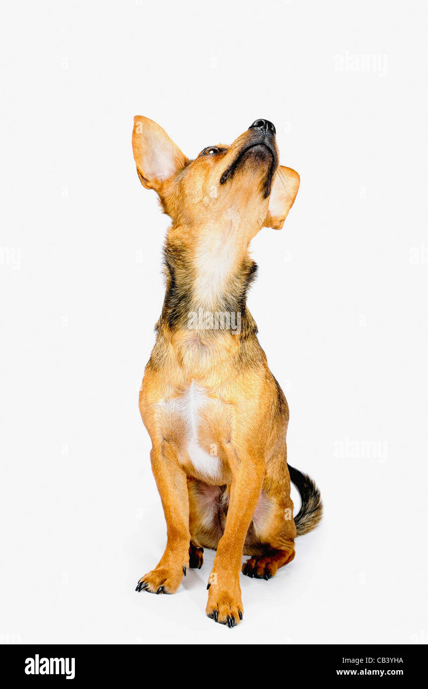 Chiweenie dog (A crossbreed of Chihuahua and Dachshund Stock Photo - Alamy