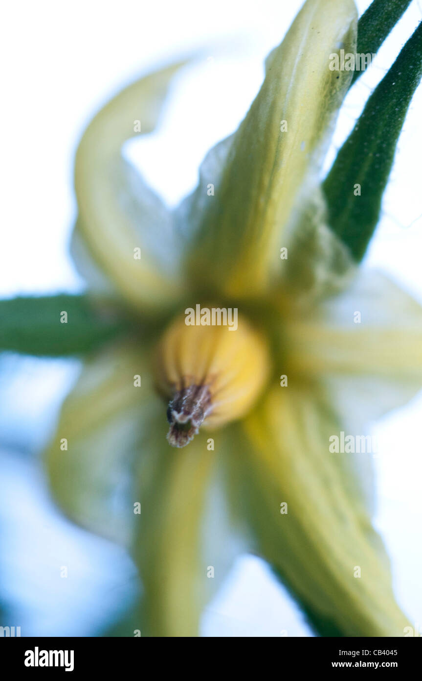 Single flower of tomato hi-res stock photography and images - Alamy