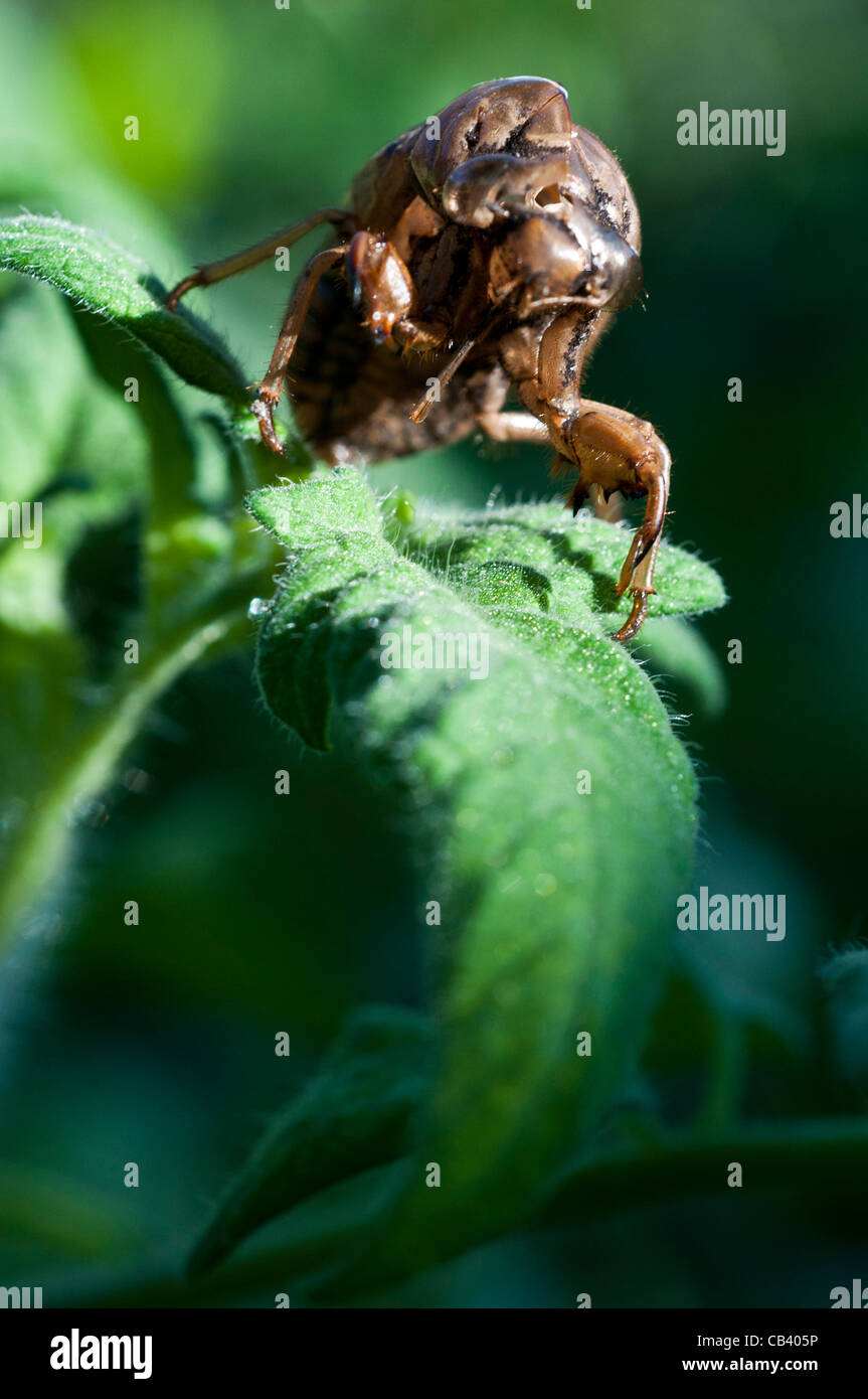 USA, Florida, Jacksonville, Cicada bug shell on tomato leaf Stock Photo ...