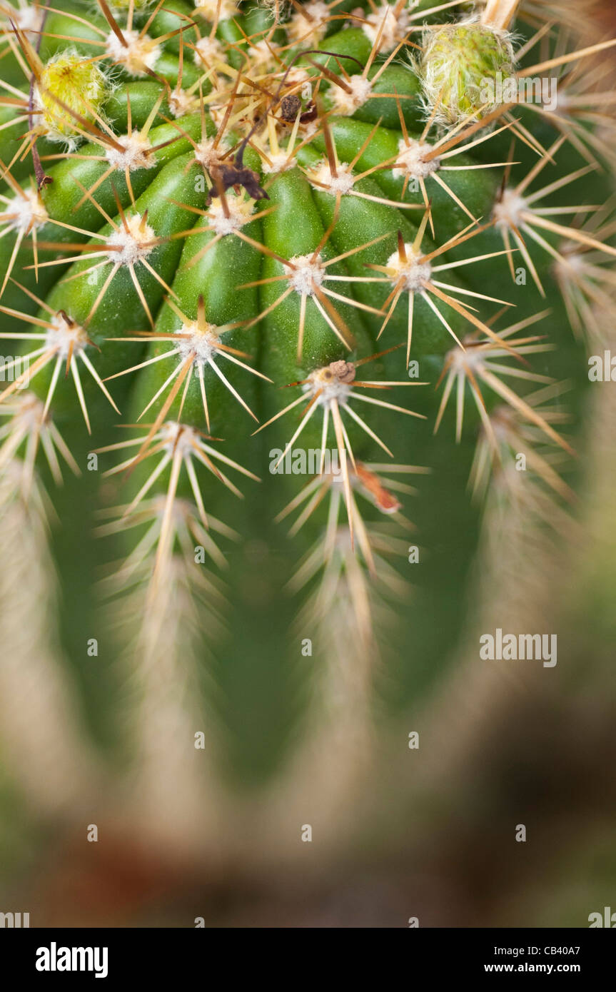 Florida cactus hi-res stock photography and images - Alamy