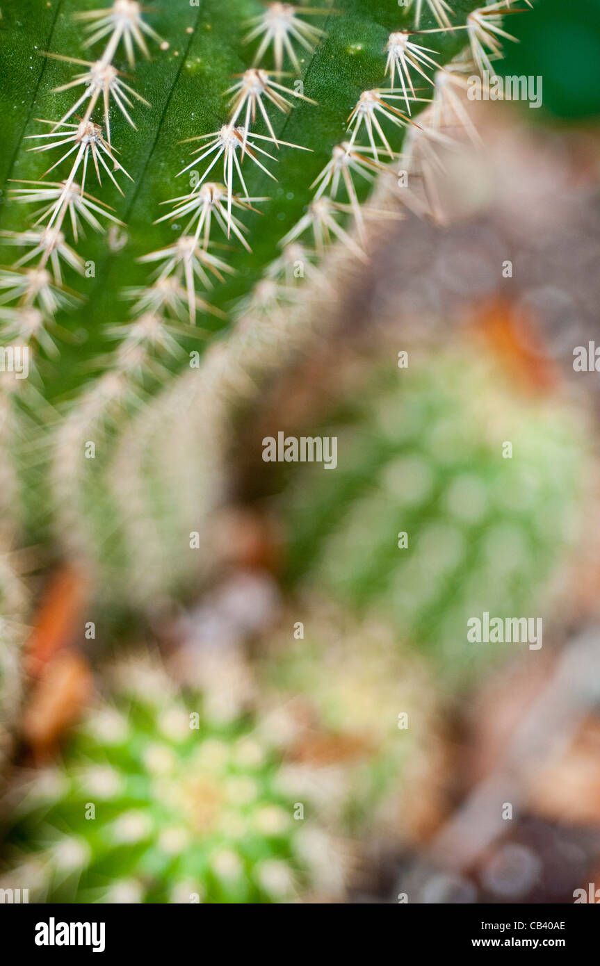 Florida cactus hi-res stock photography and images - Alamy