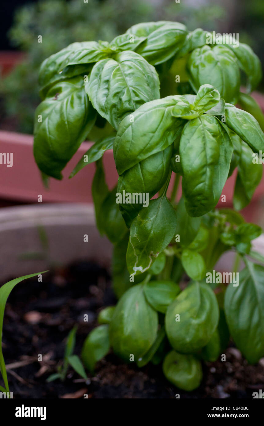 USA, Florida, Jacksonville, Basil growing in garden Stock Photo - Alamy