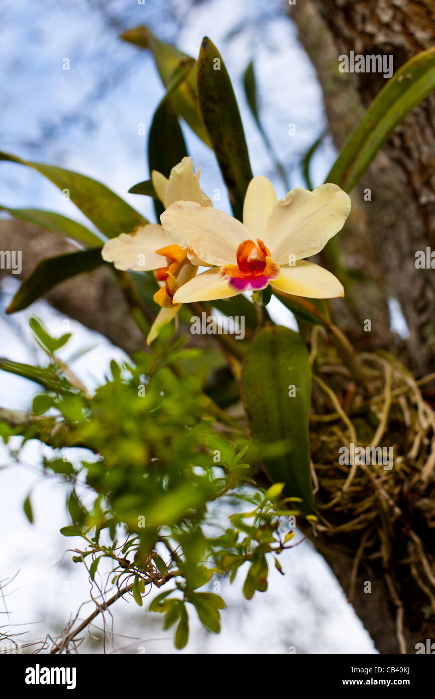 Close-up of a Dendrobium orchid hanging on a branch Stock Photo - Alamy