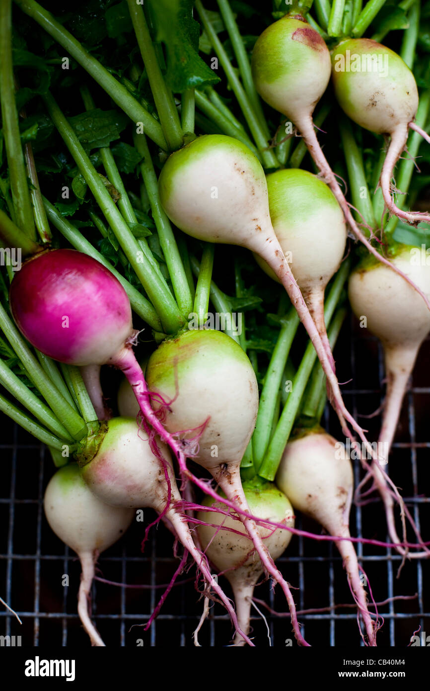 Raw turnips, directly above Stock Photo - Alamy