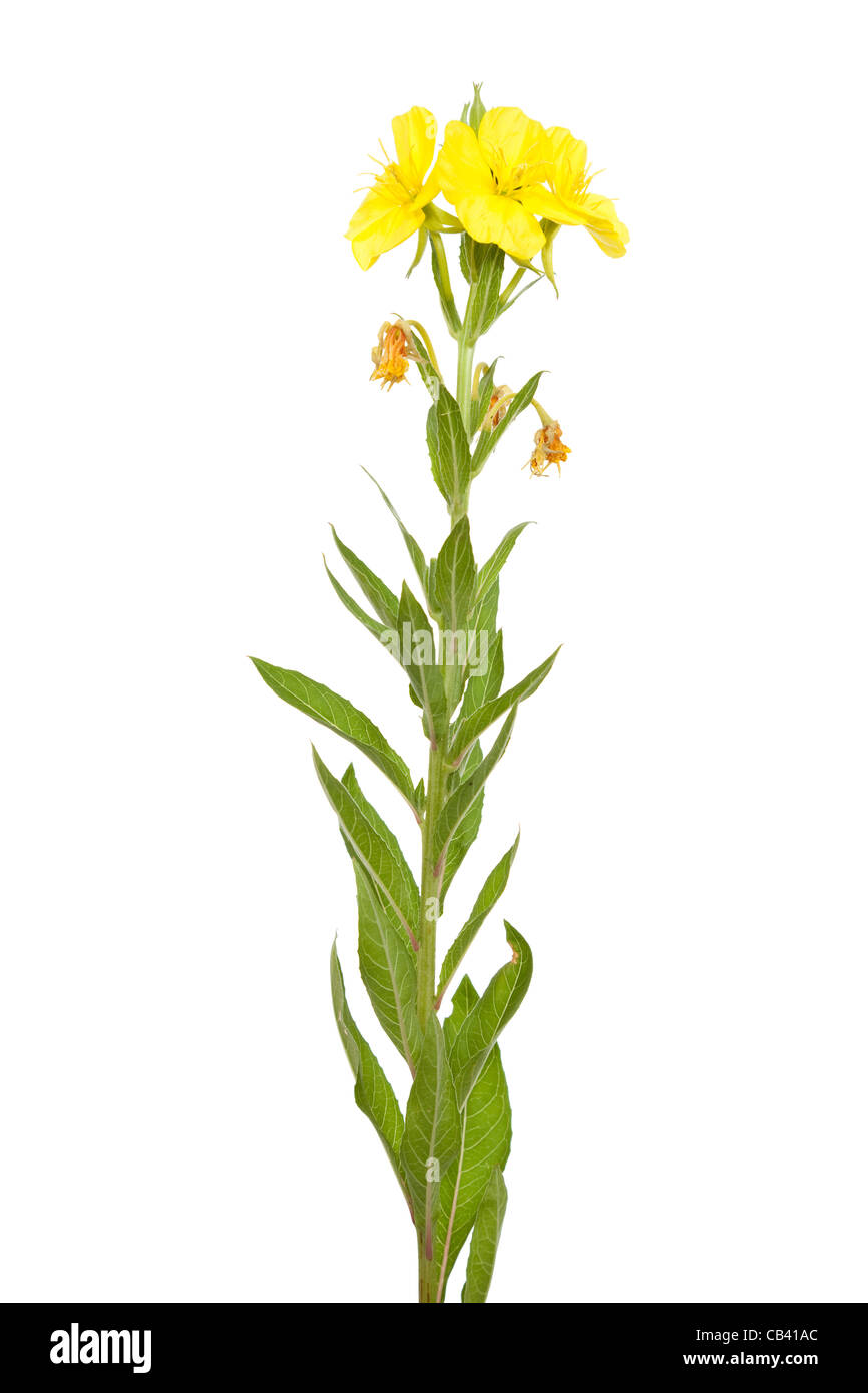 yellow single flower (Onagraceae) on white background Stock Photo - Alamy