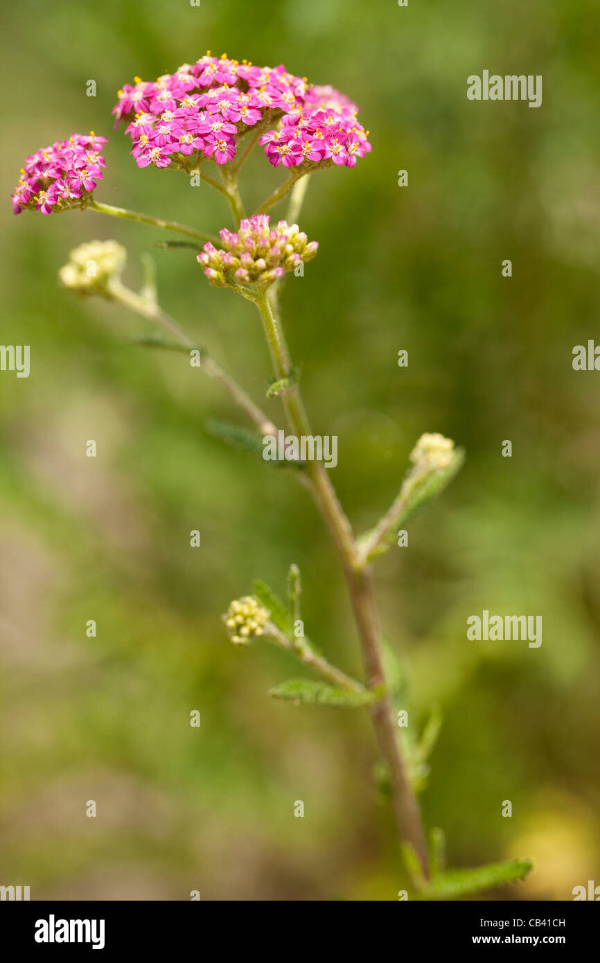 pink inflorescence herb(Achillea millefolium)on green background Stock ...