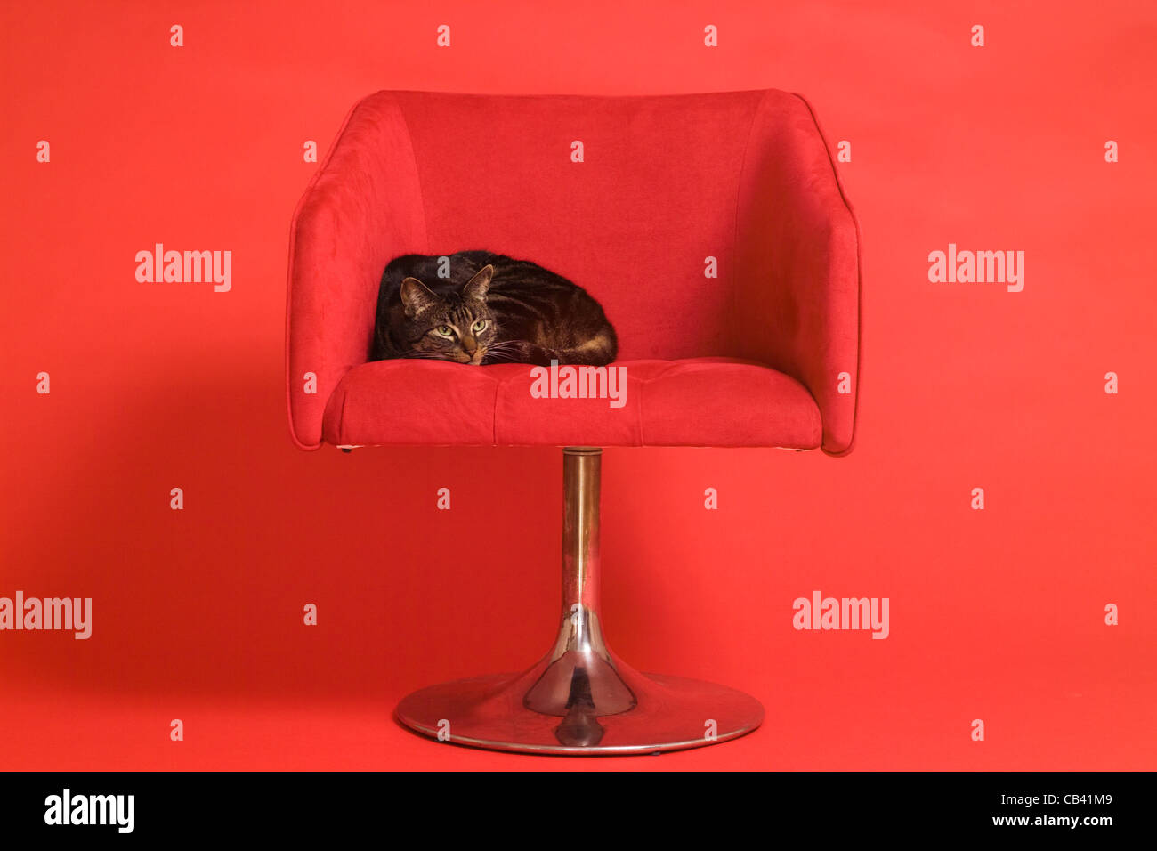 Tabby cat in retro modern mid century red chair on red background Stock ...