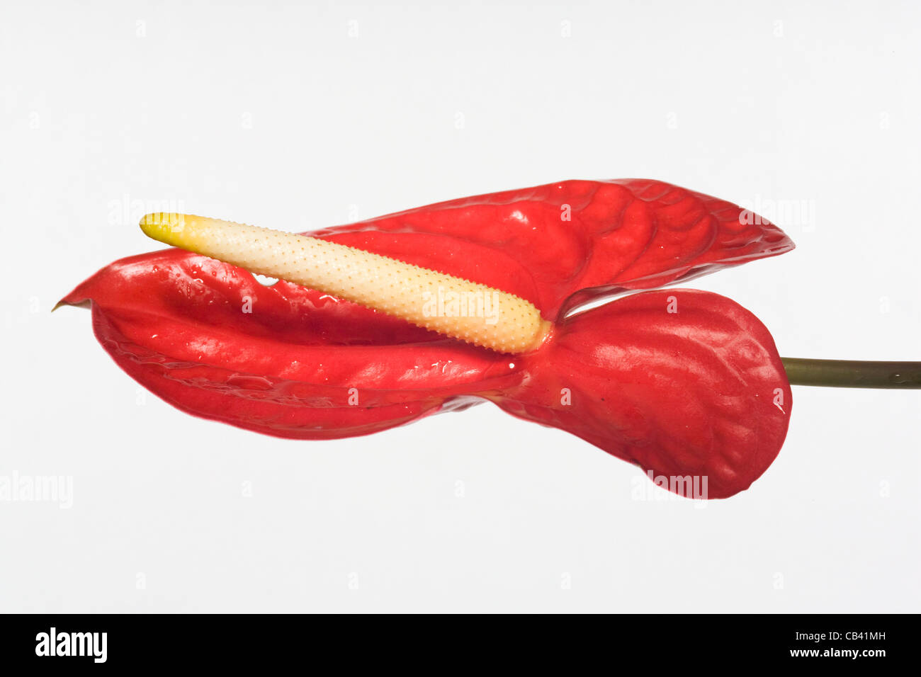 Anthurium flamingo flower anthurium scherzerianum hi-res stock ...