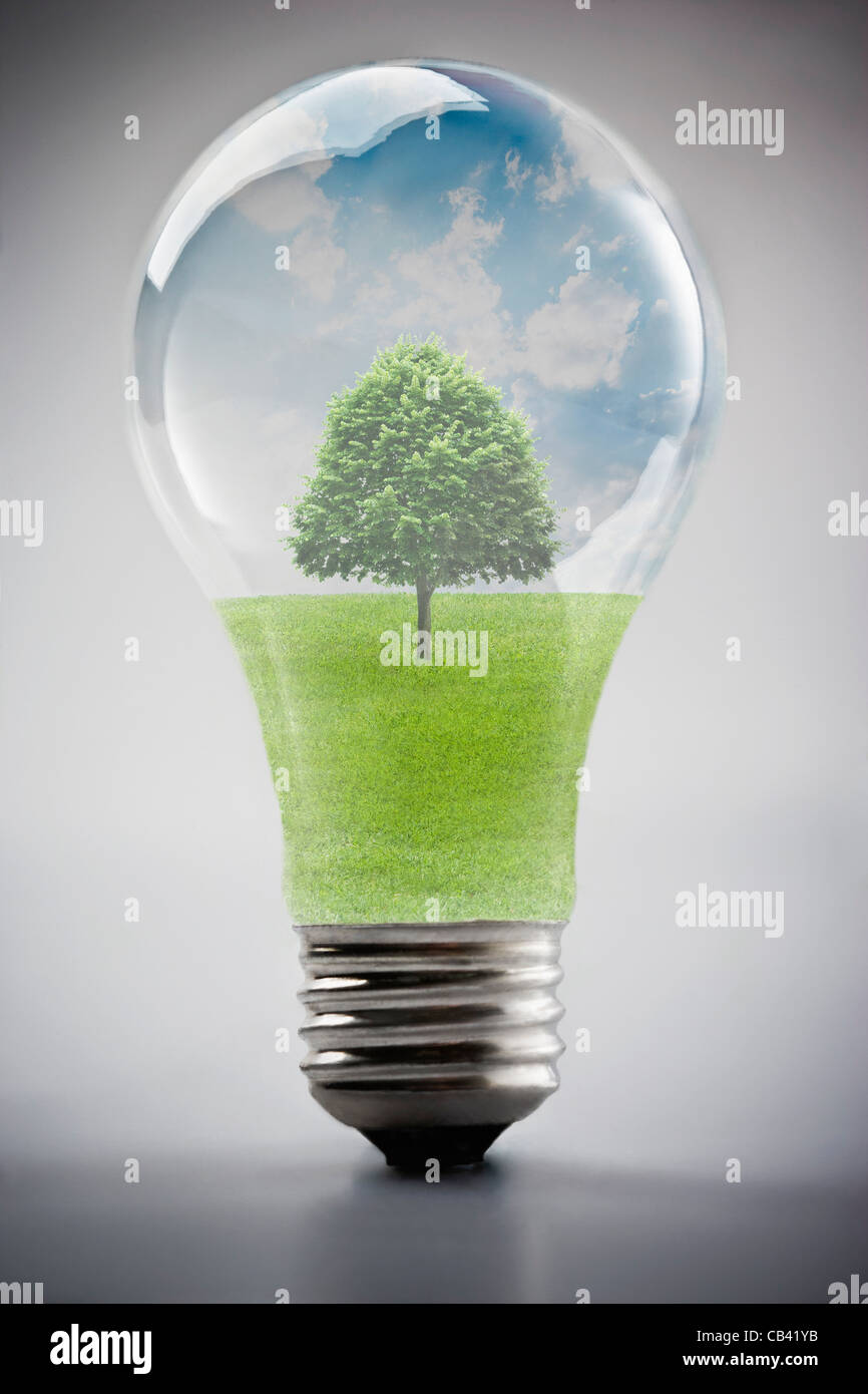 Tree growing inside light bulb Stock Photo - Alamy
