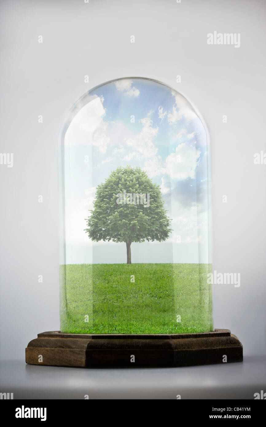 Tree growing inside snow globe Stock Photo - Alamy