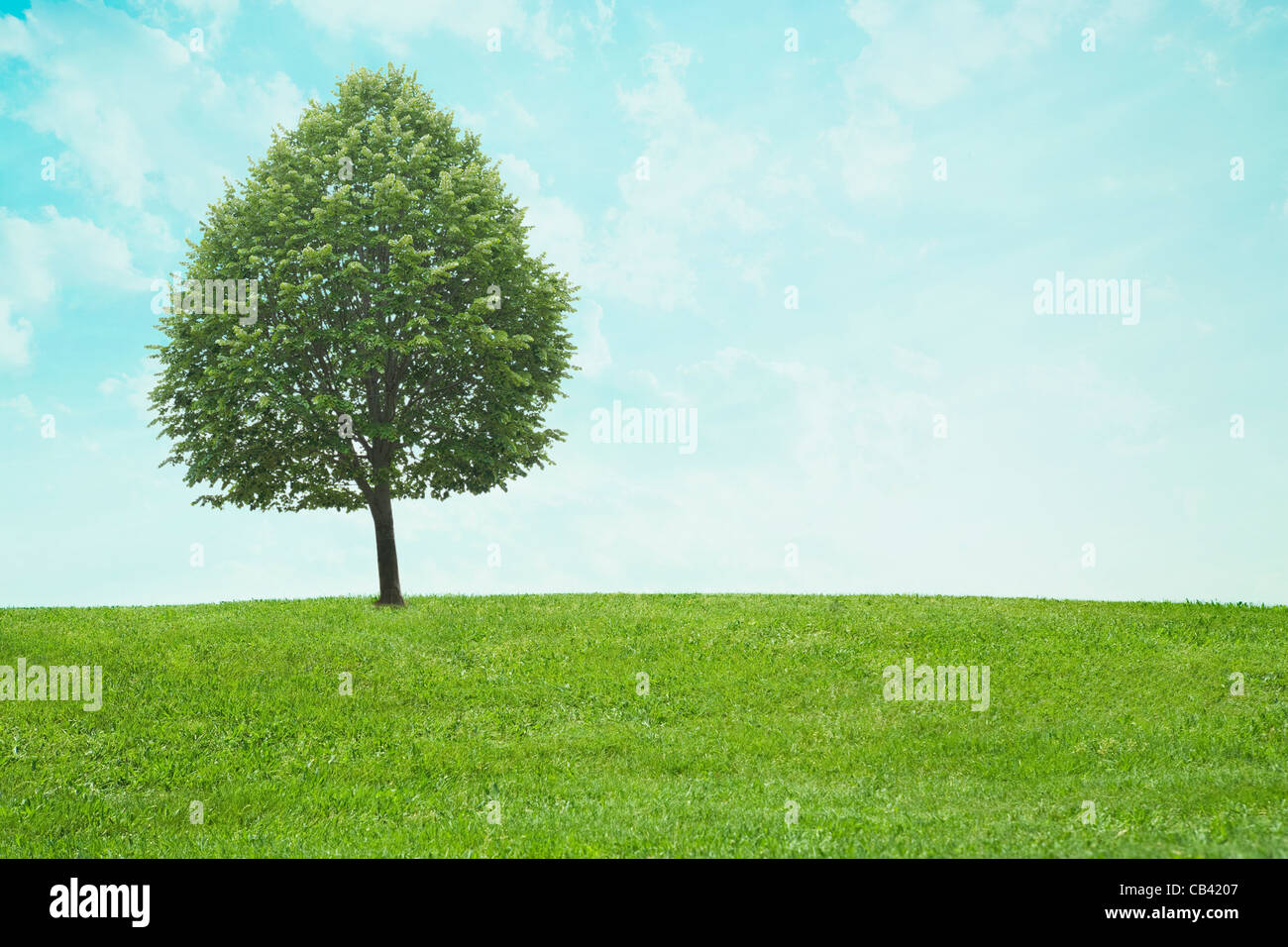 Single tree growing in field Stock Photo - Alamy