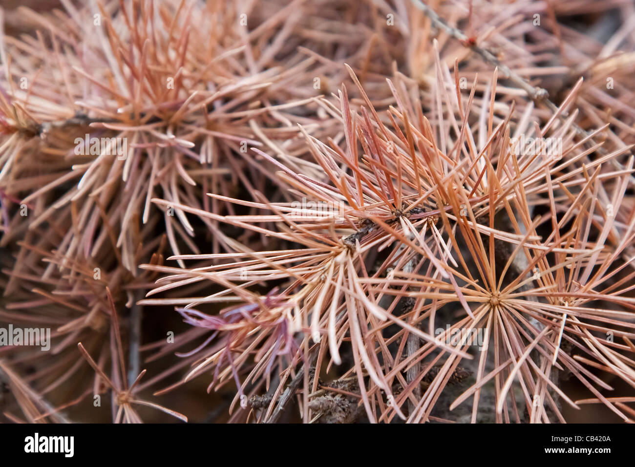 Fir sprig cone hi-res stock photography and images - Alamy