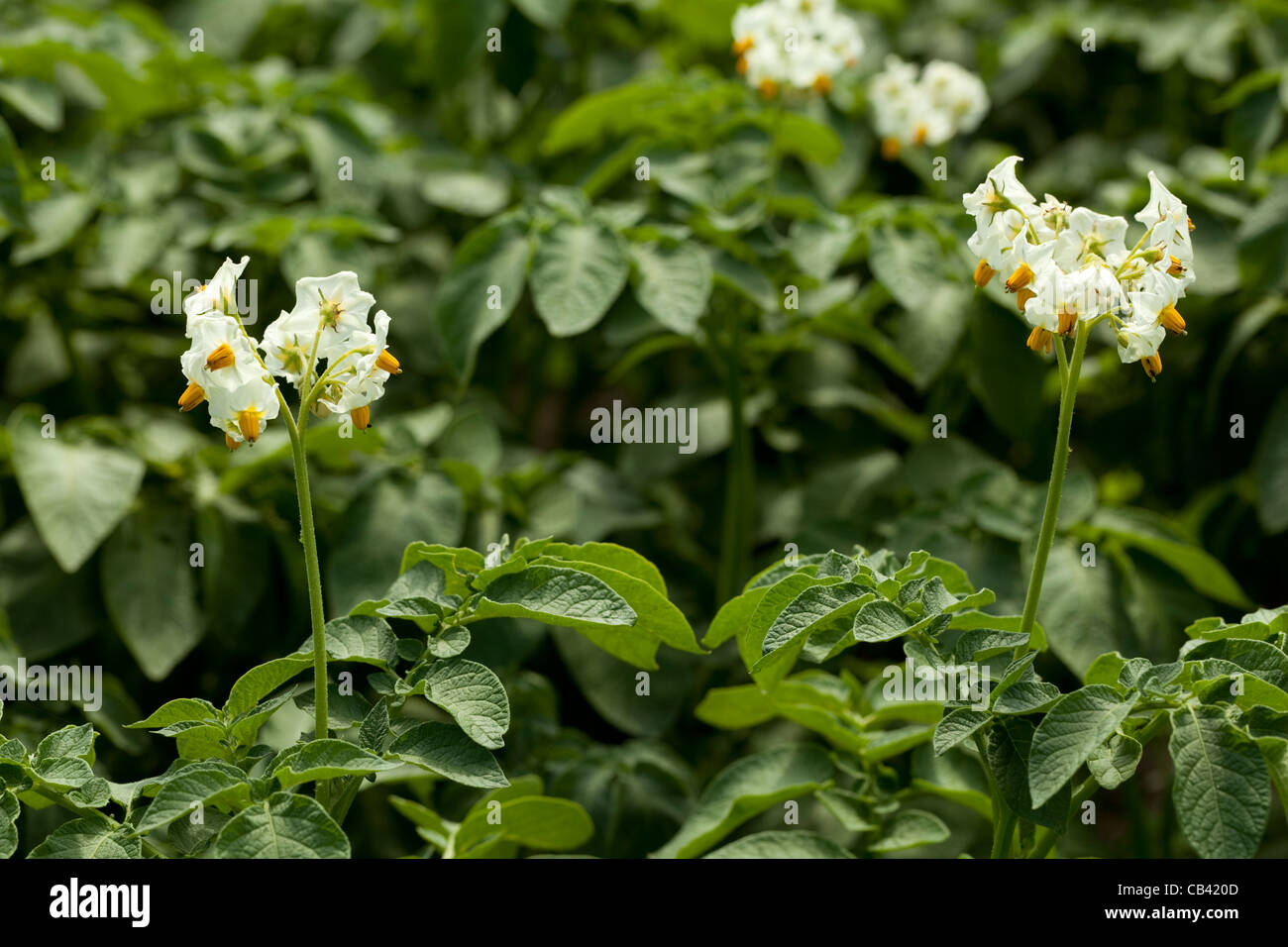close-up potato field with blossoms as background Stock Photo - Alamy