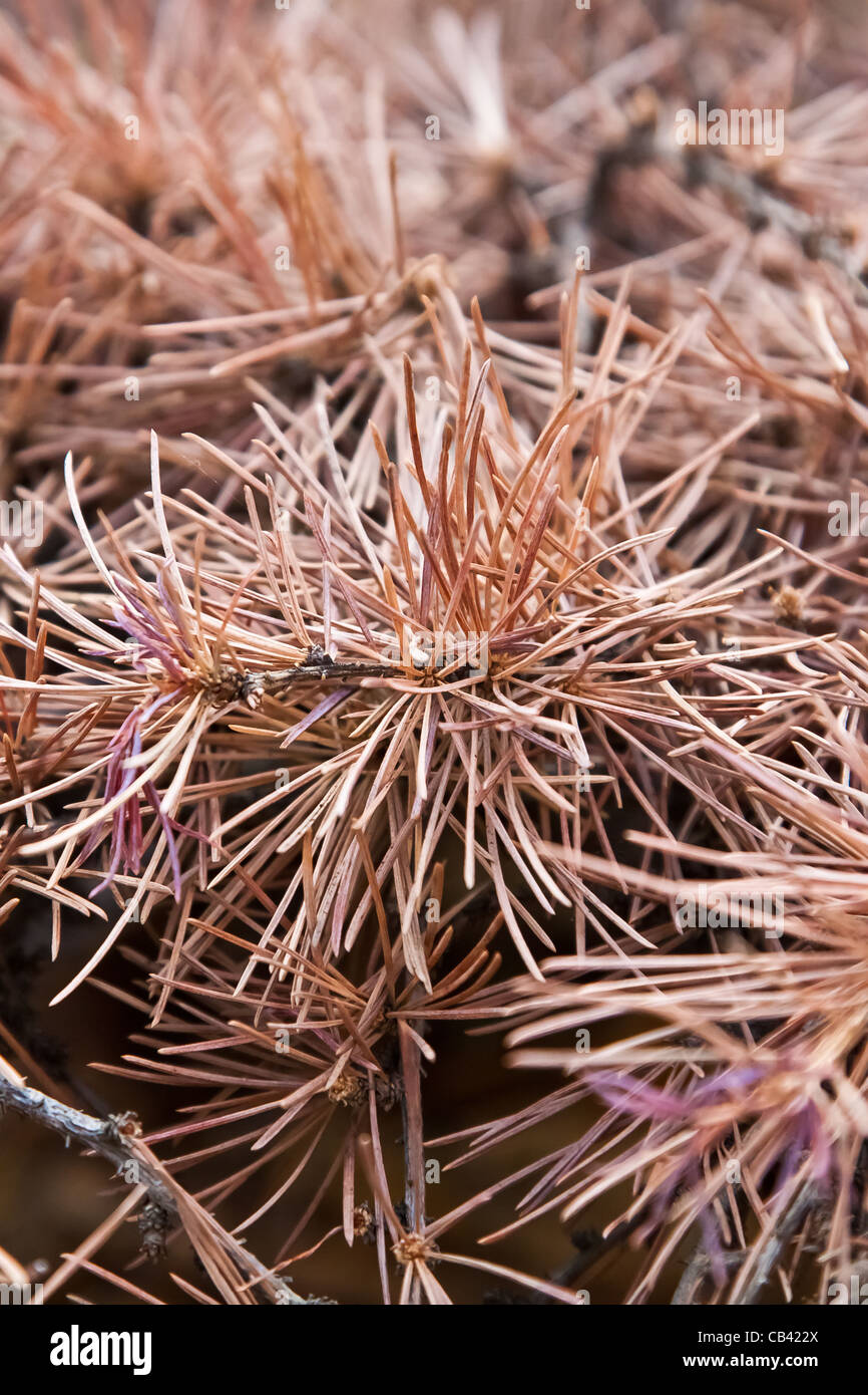 A texture of pine cone Stock Photo - Alamy