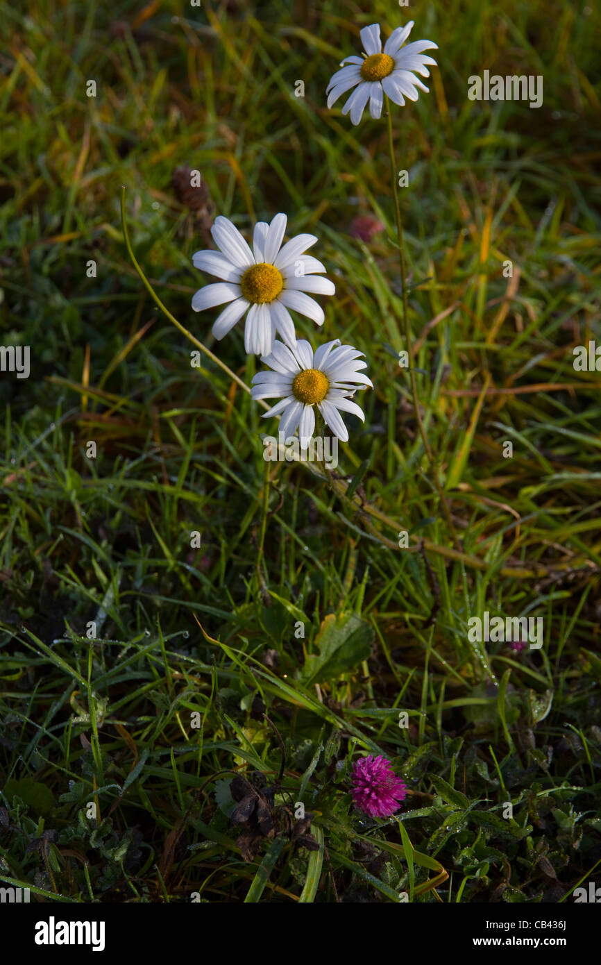 Three daisies and a clover flower Stock Photo - Alamy