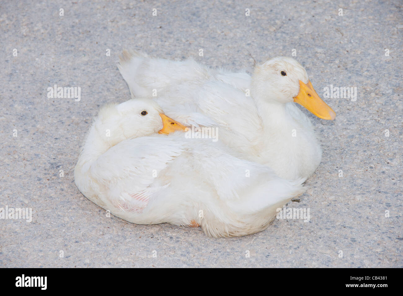 Greek bird hi-res stock photography and images - Alamy