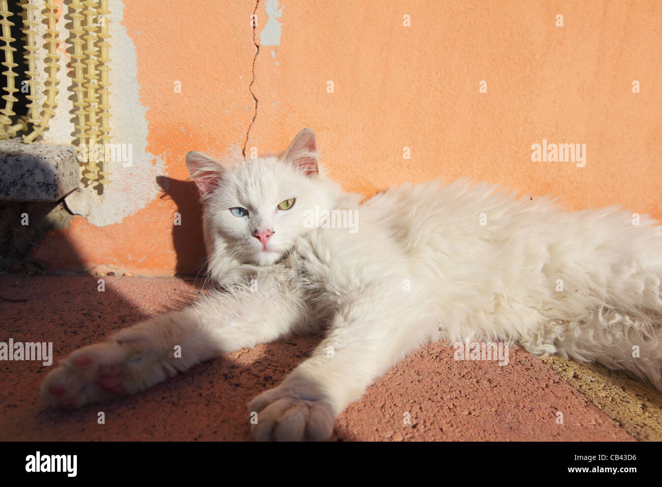 A white she-cat with two diffrent coloured eyes, albino, 2, two, colour ...