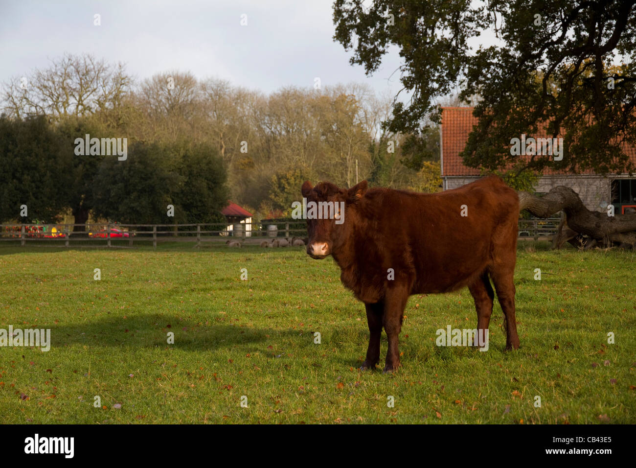 An elderly red poll cow stands under an oak tree with a barn in the ...