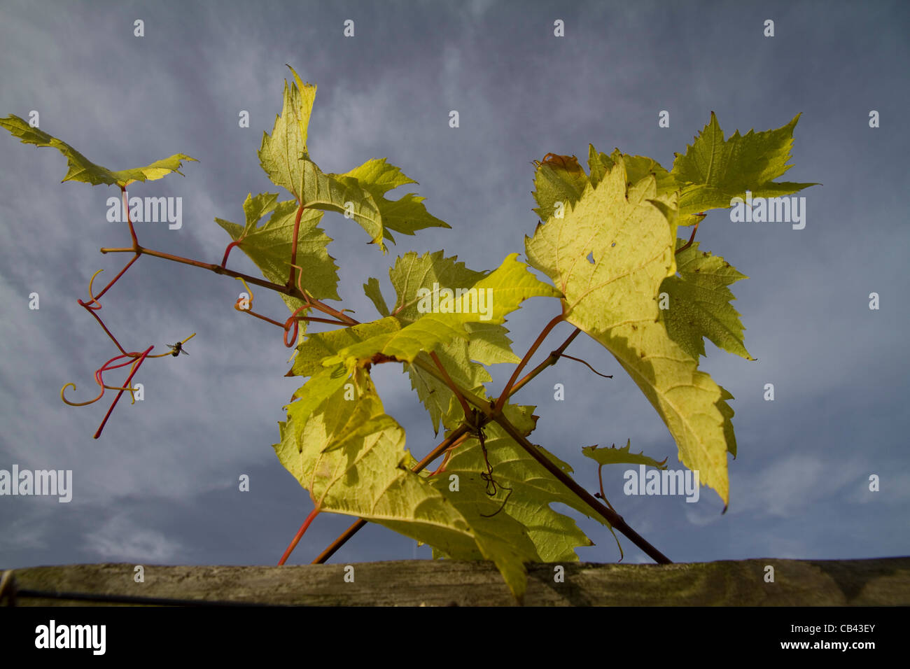 Autumn vine hi-res stock photography and images - Alamy