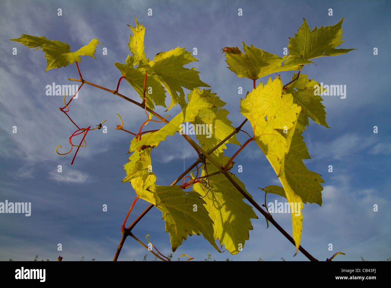 Autumn vine hi-res stock photography and images - Alamy